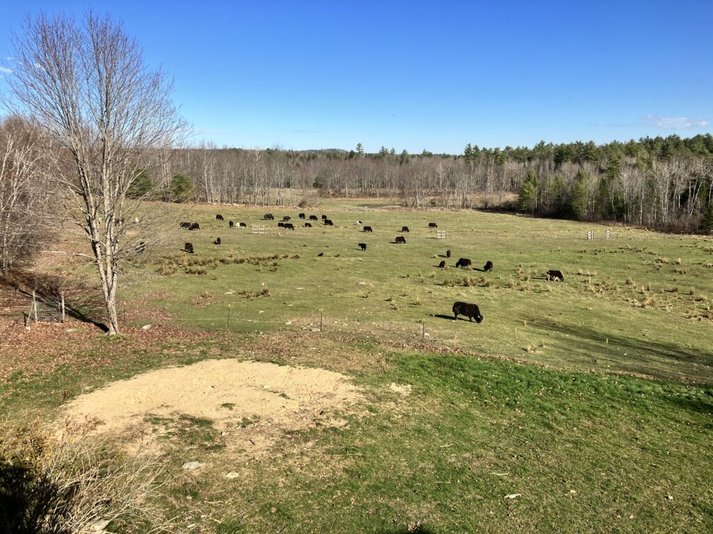 Raising Domestic Yaks - Countryside